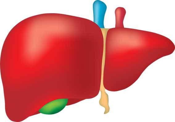Liver Cancer Causes And How To Fix Them - Cancer Wisdom