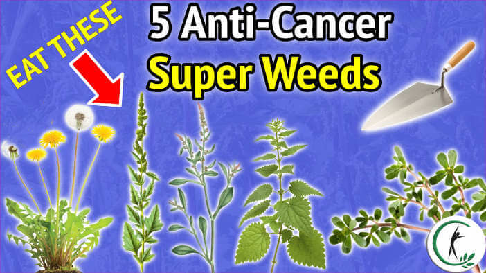 Five Medicinal Weeds Growing In Your Garden - Cancer Wisdom